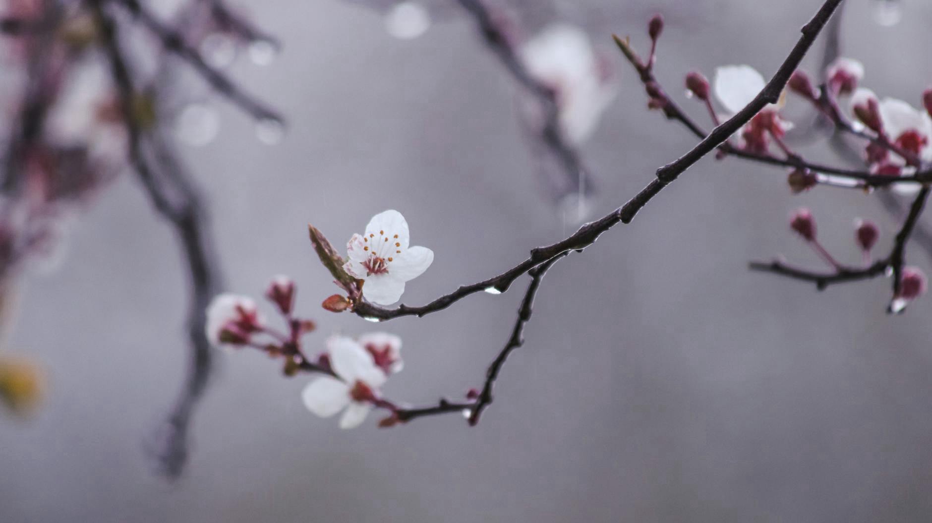 Spring Rain – Words Wishes and Wisdom